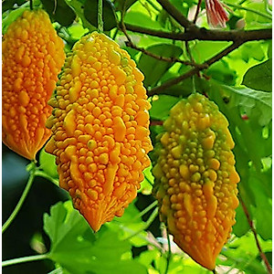 10+ Momordica Vegetable Seeds Annuals Bitter Melon (Gourd) Vine Heirloom Home Garden Non-GMO