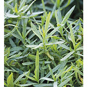 French Tarragon Plant Live, Tarragon Herbs in 3.5 Inc Pot Planting Ornaments Perennial Garden Simple to Grow Pots Gifts