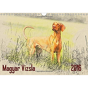 Magyar Vizsla 2016 / UK-Version: Hungarian Pointers (Magyar Vizsla) in Artful Watercolor Style. Each Monthly Motive is a Work of Art. (Calvendo Animals) by Andrea Redecker (2015-02-21)