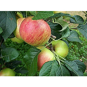 Common Apple Tree Seeds for Planting, 15+ Fruit Tree Seeds Per Packet, (Isla's Garden Seeds), 70-90% Germination in Good Conditions, Malus pumila, Botanical Name: Malus pumila, Great Home Garden Gift