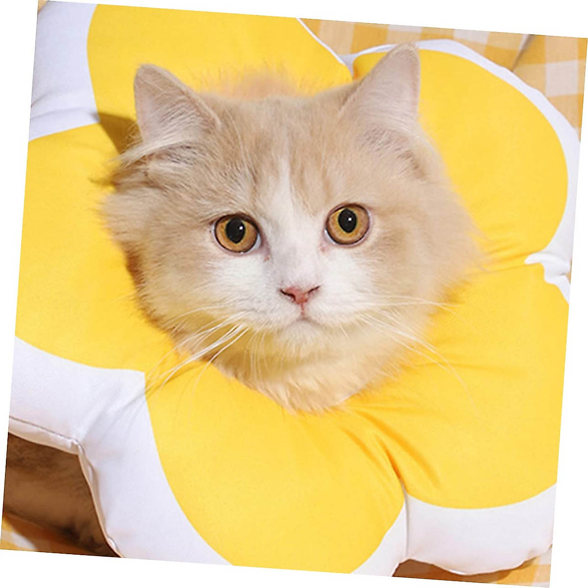 Toddmomy 3pcs Collar Cosmetic Tarpaulin Elizabeth Circle