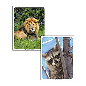 Super Duper Publications | Webber® Animals Photo Card Deck | Educational Learning Resource for Children