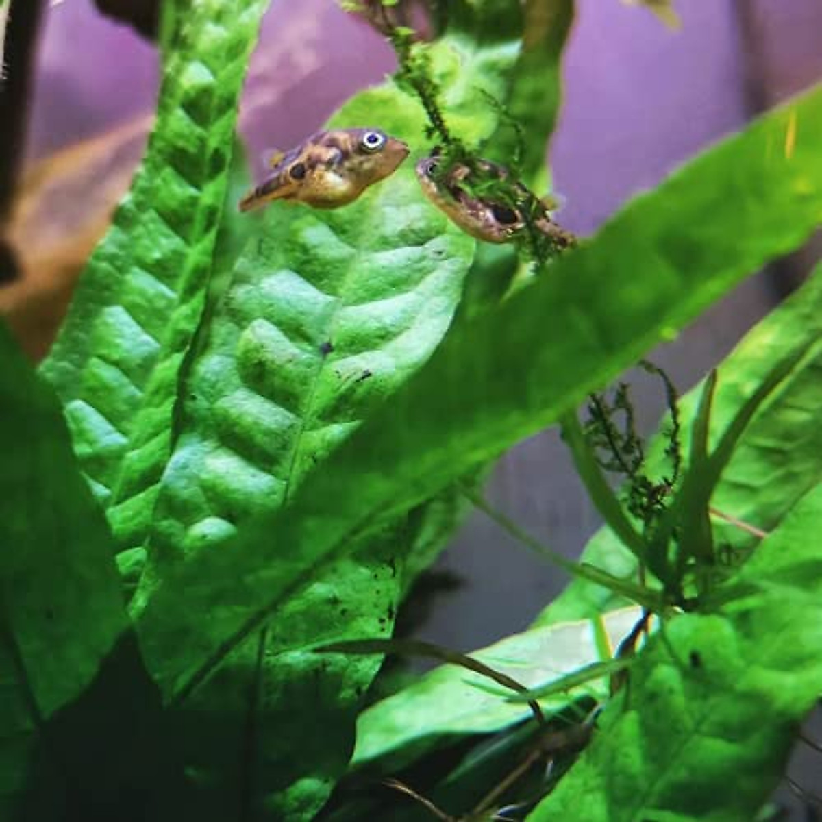 Mainam 2 Different Java Fern Windelov Java Fern Tropical Freshwater Live Aquarium Plant Decorations 3 Days BUY2GET1FREE