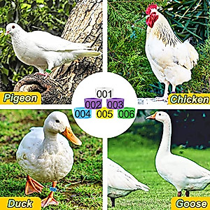 Keedolla 100Pcs 16mm Chicken Leg Rings 5 Colors Numbered Chicken Identification Leg Bands, Poultry Leg Bands Chicken Foot Rings for Ducks Chicks Bantam Guinea Pigeons Goose Gamefowl - Medium