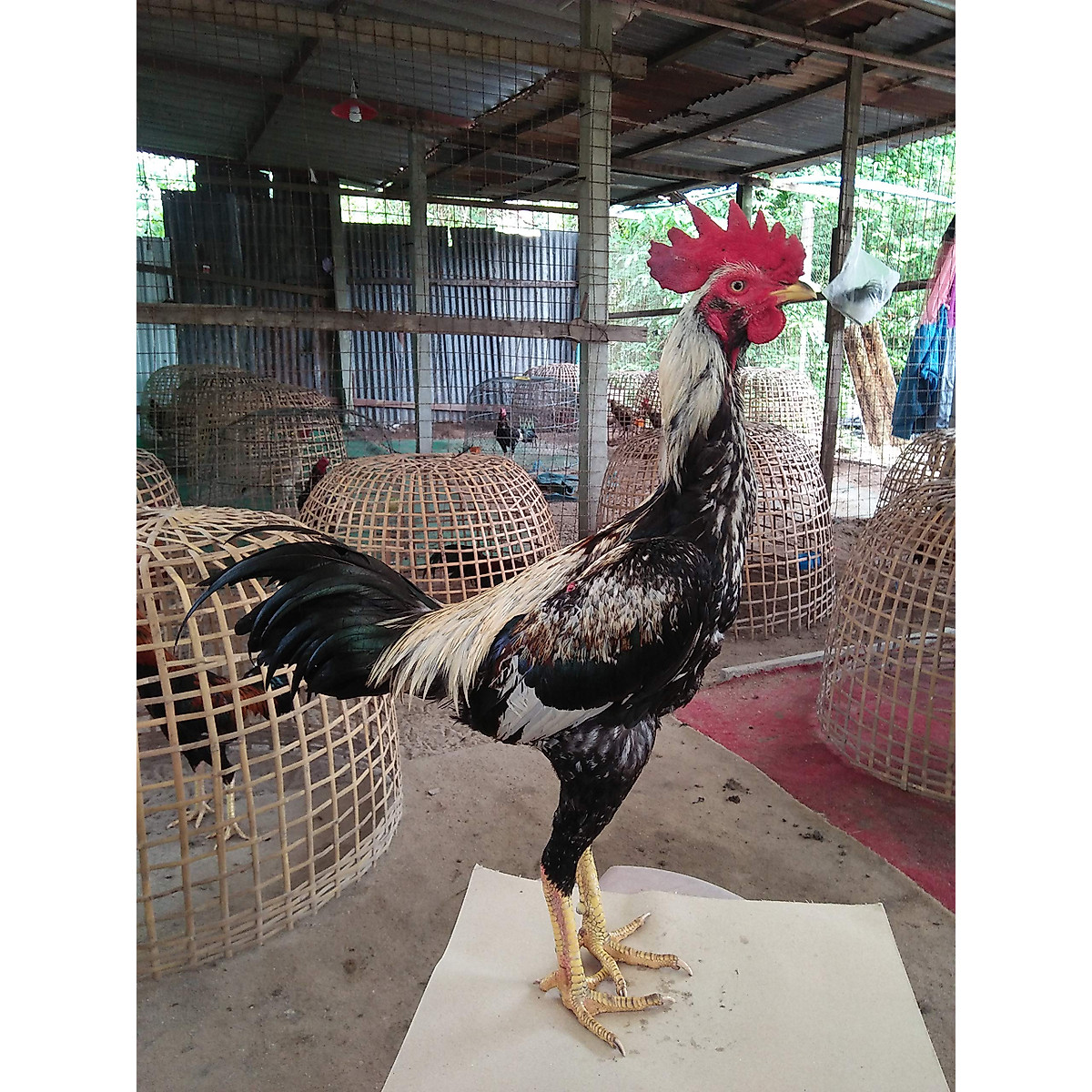 PHOTONIC20% 100 ML. BEST PET Vitamins Mineral Multi Vitamin Supplement Electrolytes Help Restore Urgently Animal Pet Care Nourish Blood Body Immunity Healthy Dog Cat Horse Pig Cattle Rooster Booster