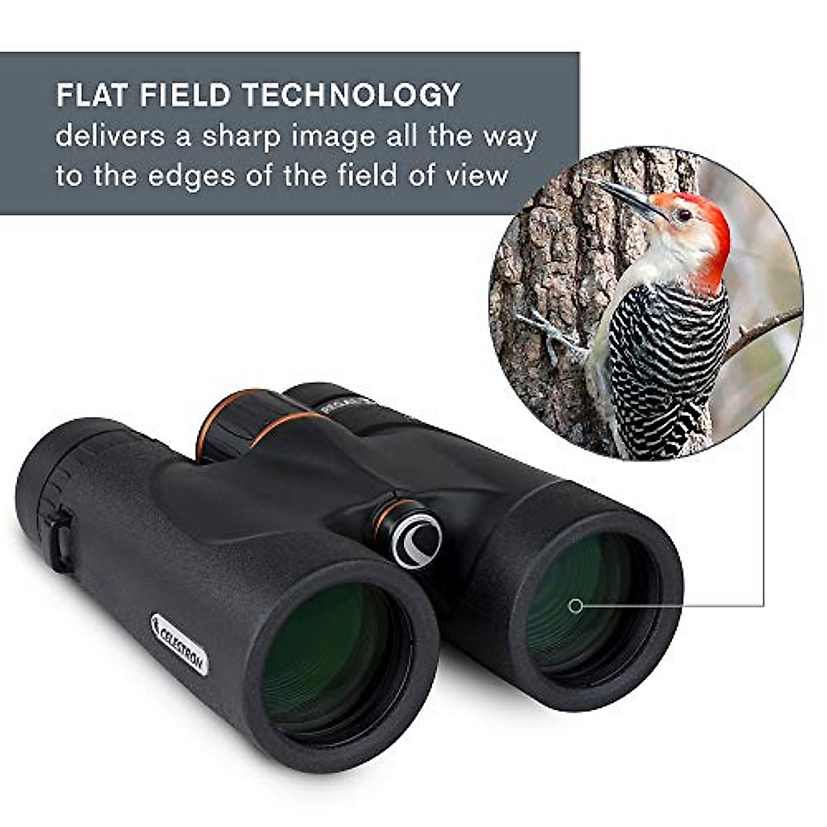 Celestron – Regal ED 8x42 Binocular – ED Binoculars for Birding, Hunting and Outdoor Actvities – Phase and Dielectric Coated BaK–4 Prisms – Fully Multi-Coated Optics – 6.5 Feet Close Focus