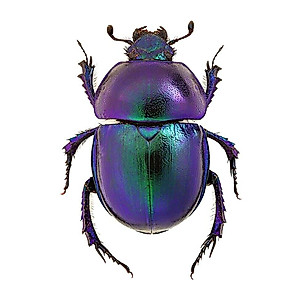 Offbeat Stickers 3'' Bug Purple Beetle Exotic Insect Spiritual Persevere Science Luck Decal for Car Bumper Truck Window Laptop