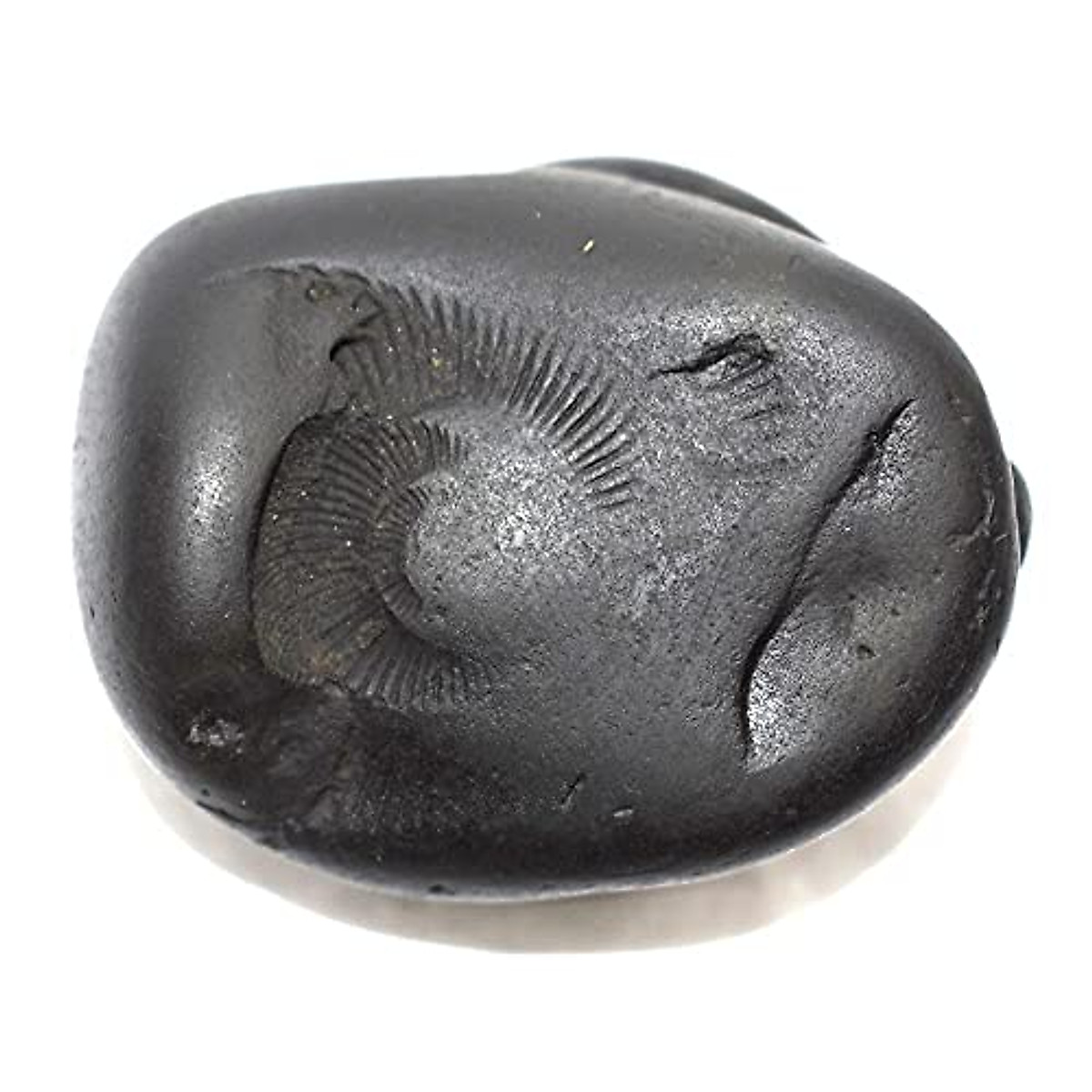 Rudrakshguru TriVikrama Shaligram - Gandaki River Nepal
