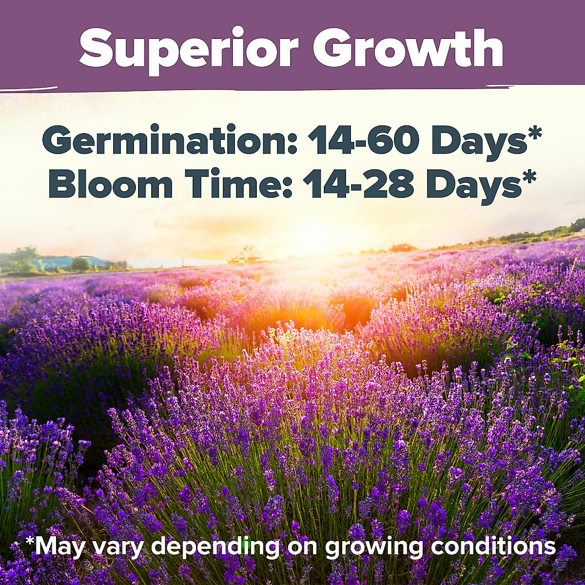 HOME GROWN Premium English Lavender Seeds, 1500 Non-GMO Herb Seeds, USA-Sourced Wildflower Seed for Planting Indoor/Outdoor, High Germination, Plant Flower Seeds