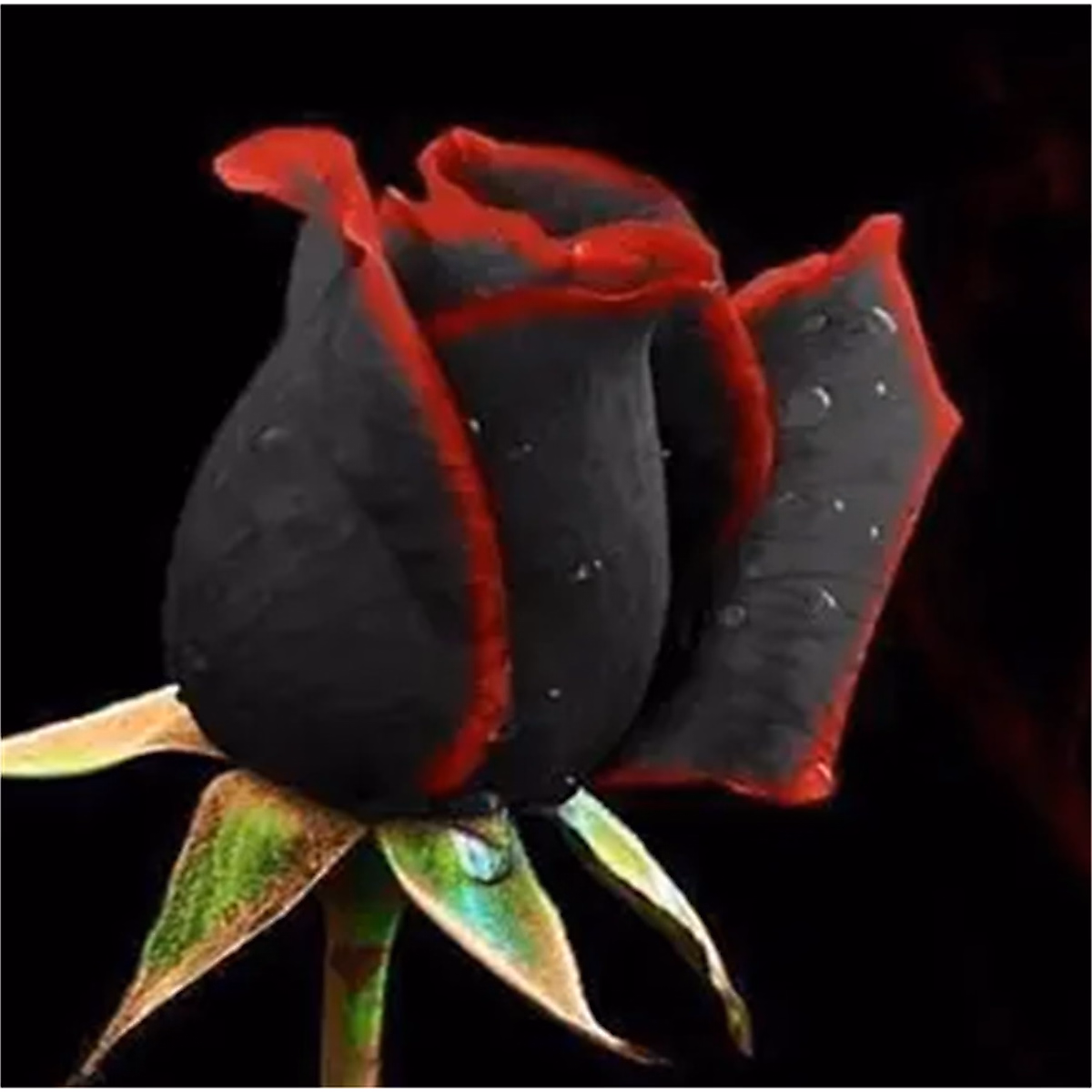 Garden Plant Seed Flower Seed 100Pcs Mixed Color Flowers Rose Seeds Multi Coloured Rose Flower Seeds Home Garden Plant