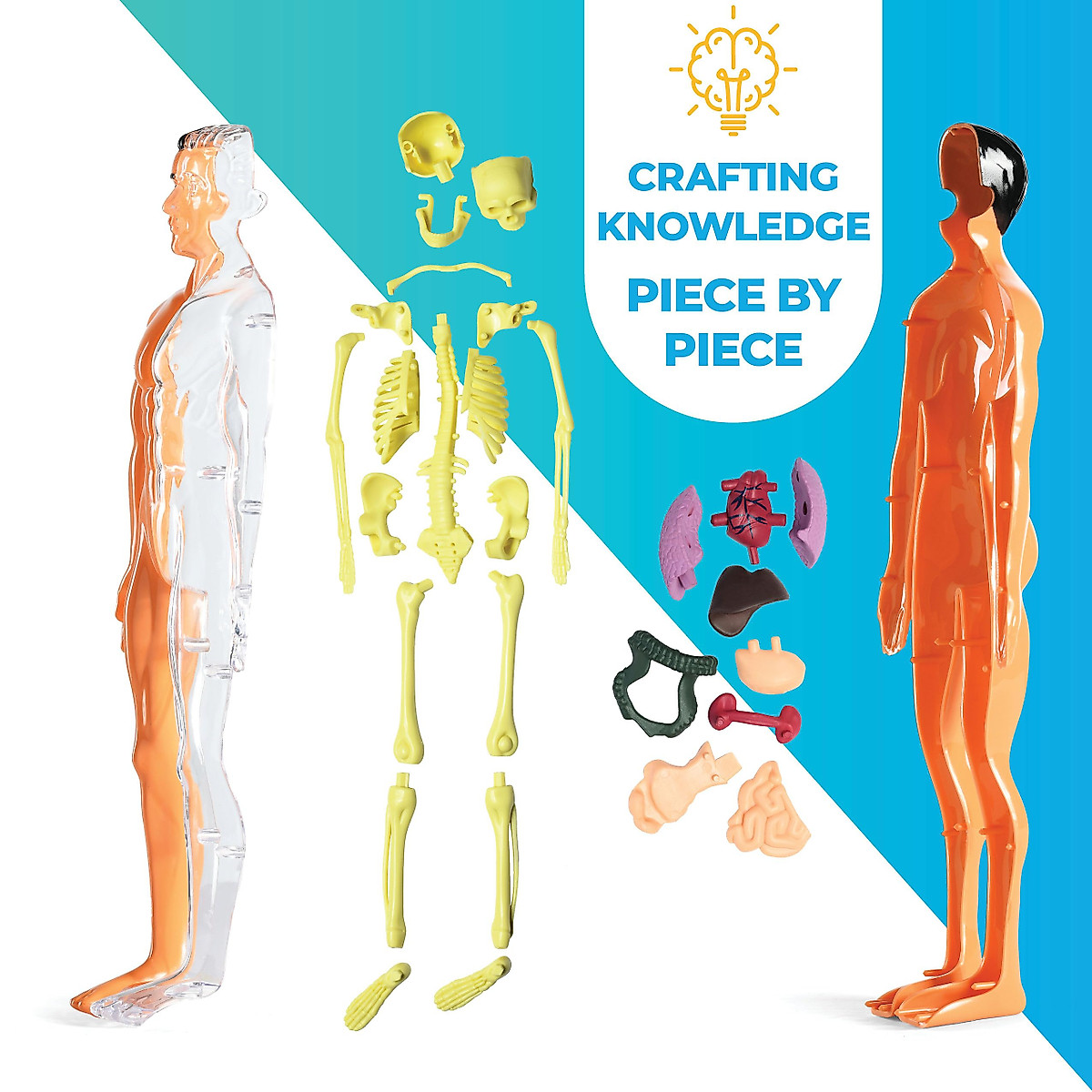 Rovox Human Anatomy for Kids Removable Skeleton Model and Torso Human Body for Kids STEM Toys Science Kit Full Body Anatomy Sets for Kids and Teens - 30 Piece Full Anatomy Toy Set - 11 Inches Tall