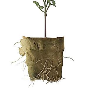 1.5” Rockwool Starter Plugs for Hydroponics, Rockwool Grow Cubes, 1 Sheets of 28 Plugs (Small)