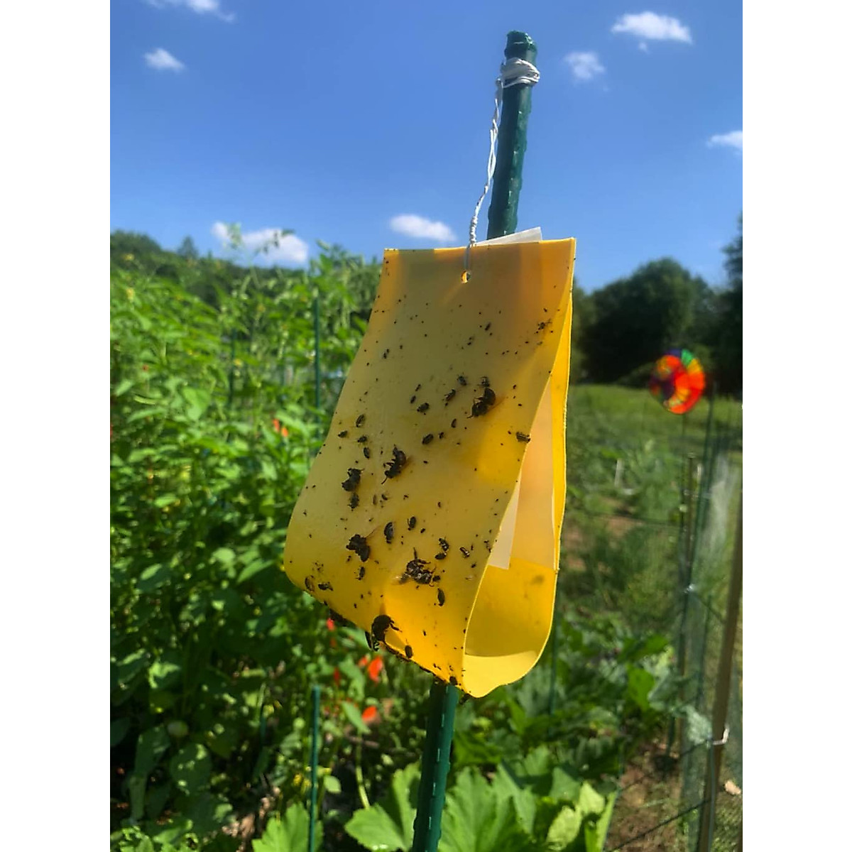 VivaTrap VT-103 Cucumber Beetle Trap & Lure (2 Pack)