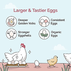 Mile Four | Layer Chicken Feed | Organic, Non-GMO, Corn-Free, Soy-Free, Non-Medicated Chicken Food | Adult Poultry, Roosters, Chickens, Ducks, Geese & Gamebirds | 16% Protein | Whole Grain | 23 lbs.