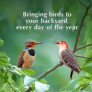 C&S Wild Bird EZ Fill Suet Basket, Green