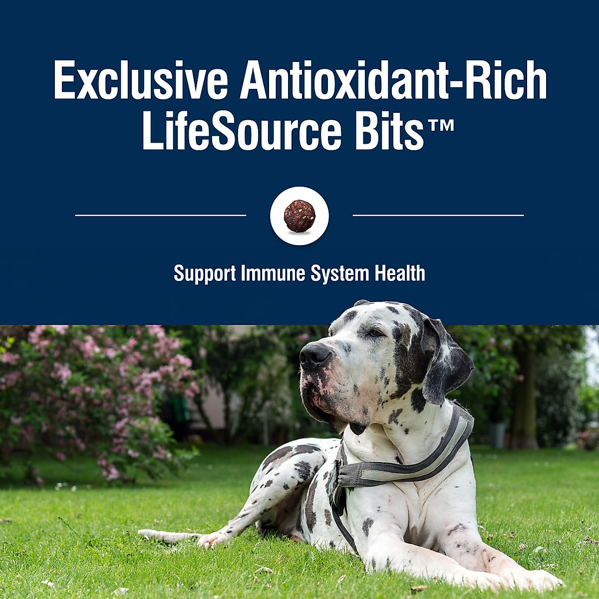 Blue Buffalo True Solutions Jolly Joints Mobility Care Natural Dry Food for Adult Dogs, Chicken, 11-lb. Bag