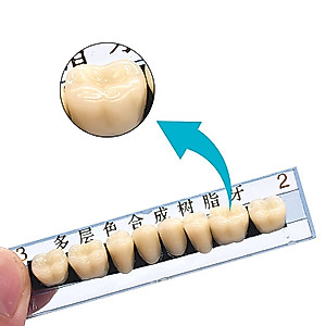 RZJZGZ 168 Pcs Dentures Resin Teeth Halloween Fake Teeth Vampire Horror Teeth Fangs for Halloween Party Cosplay Props Horror Party FavorsA2 …