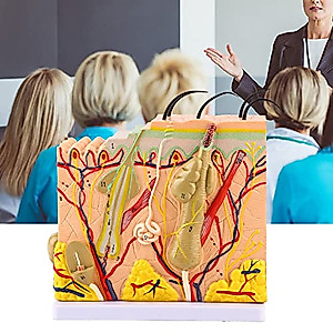 Skin Anatomy Model, 50X Three Dimensional Human Skin Magnified Model Anatomy Biology Teaching Aid Laboratory Supplies