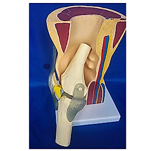 Anatomy Model Anatomical Human Knee Joint, Skin Bone Skeleton Model, Knee Joint Ligaments Skeleton Muscle Anatomy Model, Medical Educational Aid