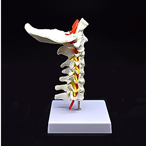 Cervical Vertebra Arteria Spine Spinal Nerves Anatomical Model Anatomy for Science Classroom Study Display Teaching Medical Model